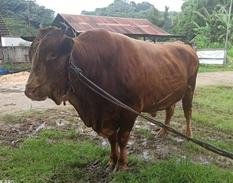 Masing-Masing Provinsi dan Otorita IKN Mendapat Bantuan Sapi Kurban ...