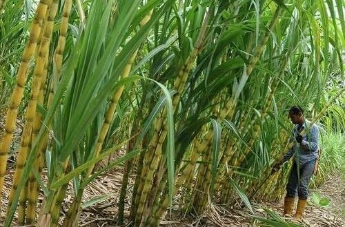 Kejar Target Swasembada Gula, Pemerintah Targetkan 700 Ribu Hektare ...