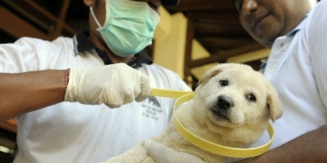 Kemenkes Umumkan 11 Kasus Kematian Karena Rabies - IniBalikpapan.Com